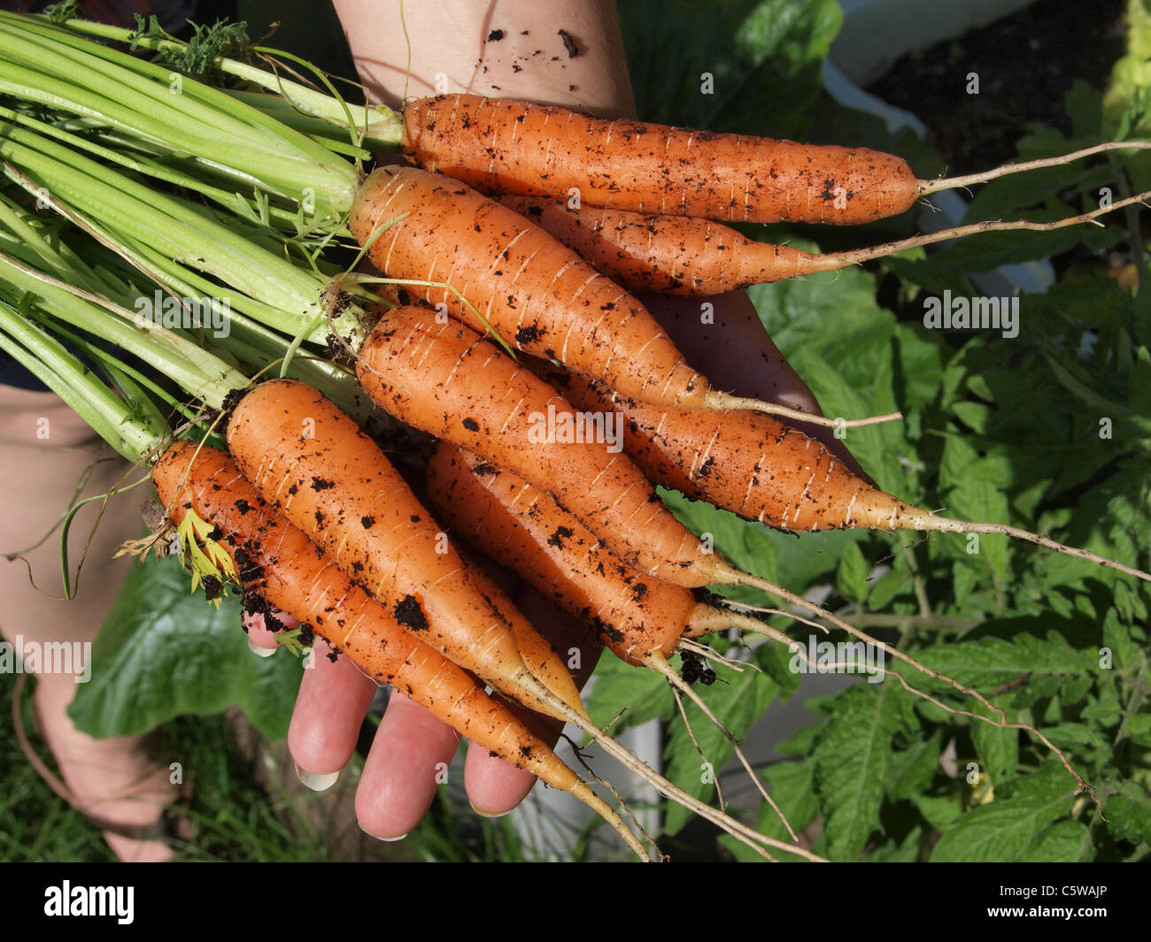 Newly picked carrots hi-res stock photography and images - Alamy