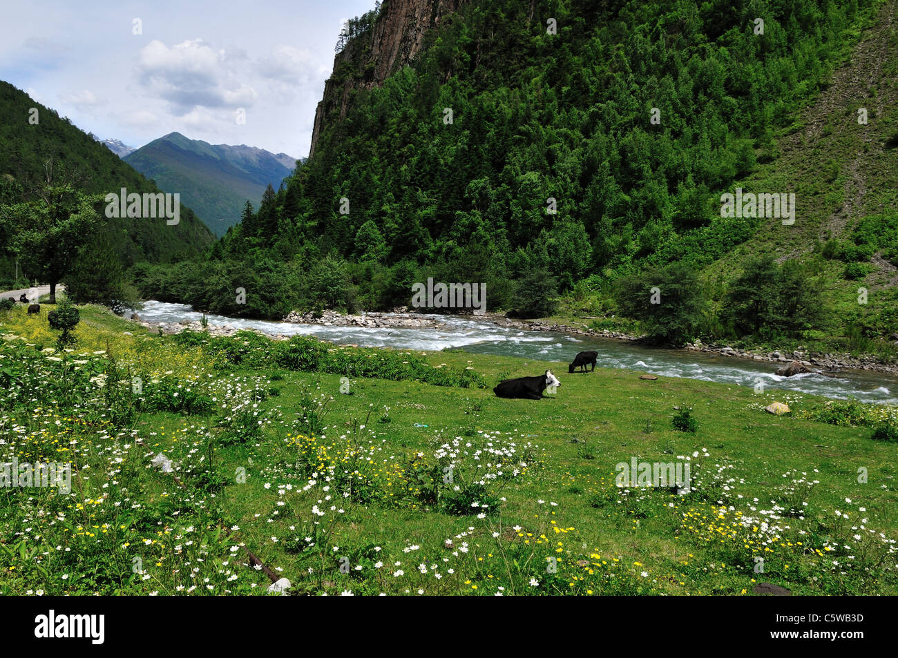 Wild flowers and cattle along a mountain stream. Sichuan, China Stock ...