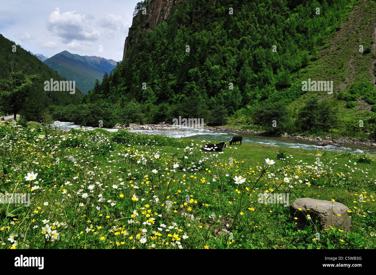 Wild flowers and cattle along a mountain stream. Sichuan, China Stock ...
