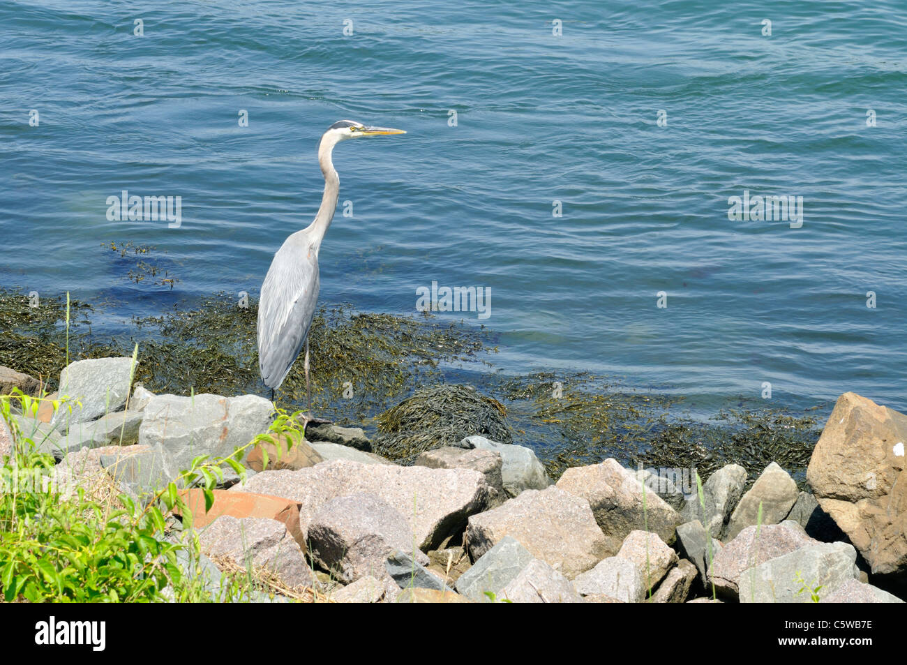 Cape cod water birds hi-res stock photography and images - Alamy