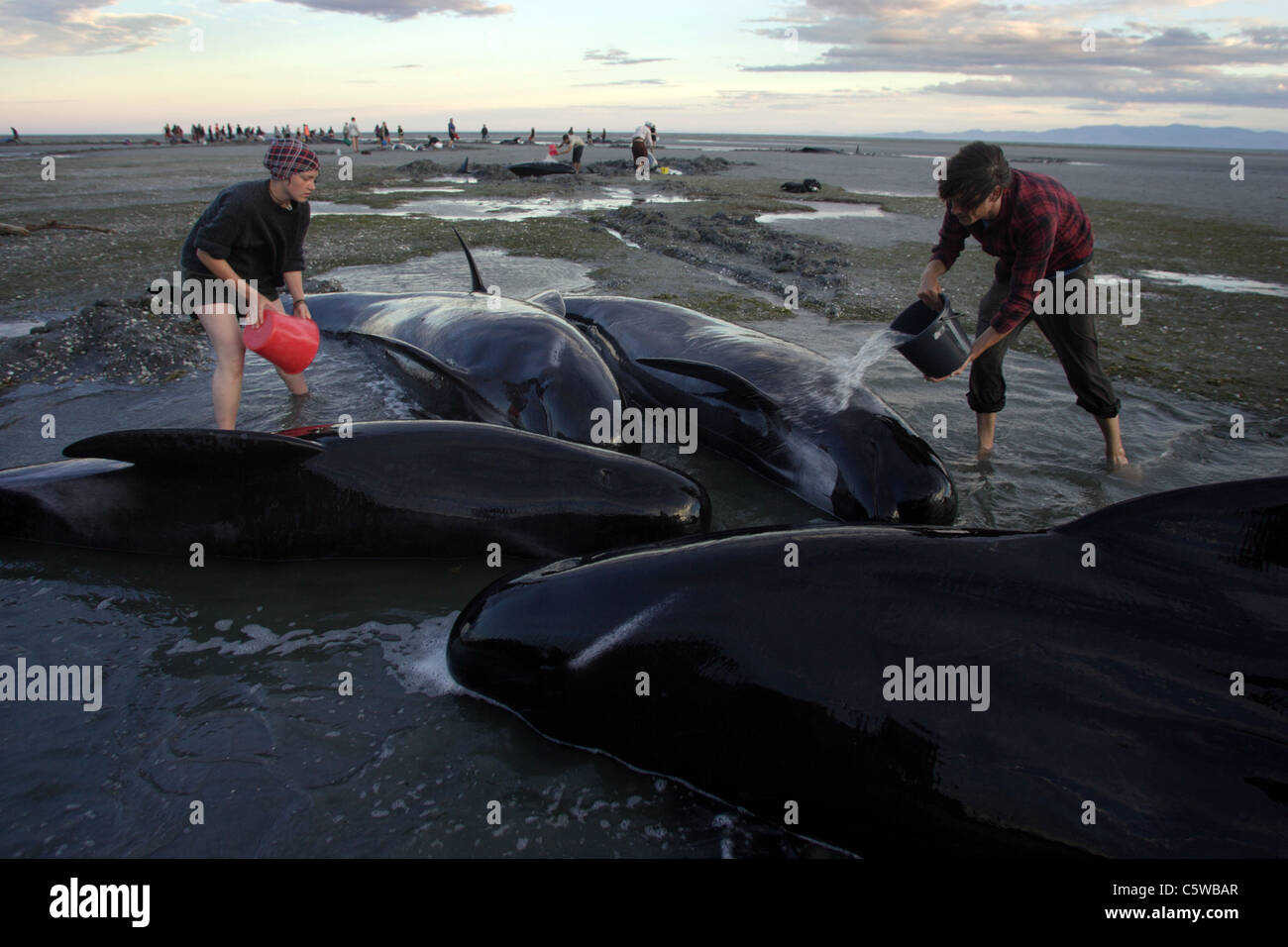Baby pilot whale hi-res stock photography and images - Alamy