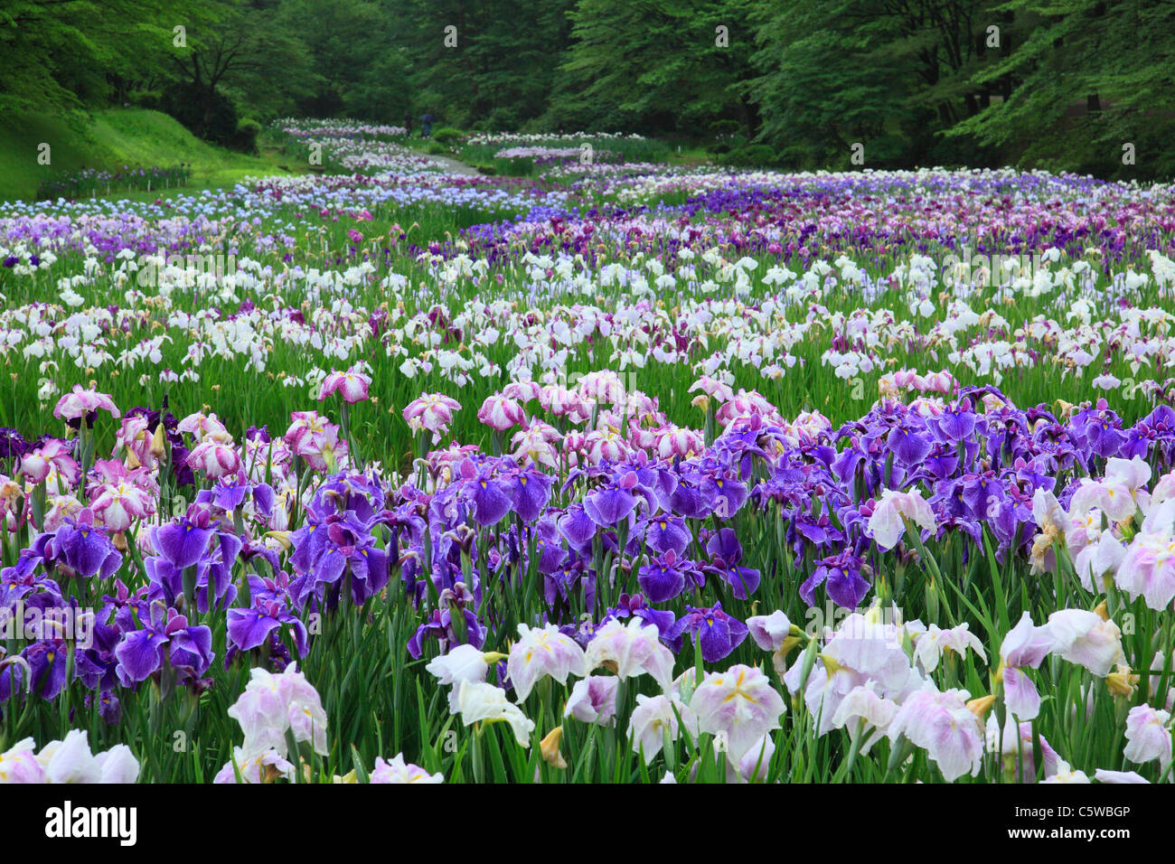 Iris Flower Garden of Ijimino Park, Shibata, Niigata, Japan Stock Photo ...