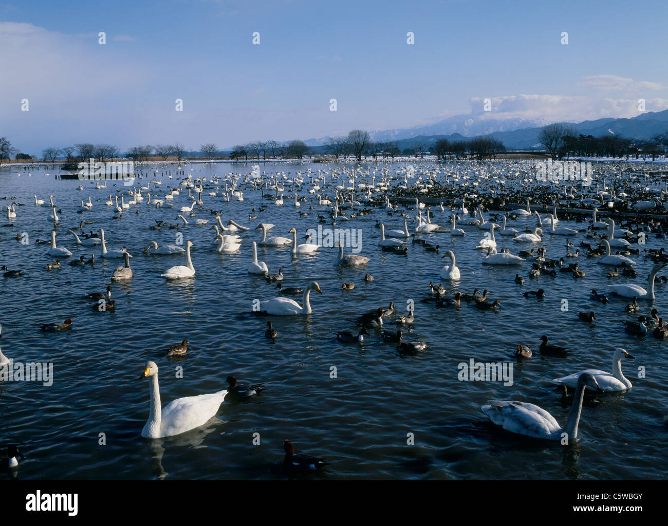 Swan and Duck at Lake Hyoko, Agano, Niigata, Japan Stock Photo - Alamy