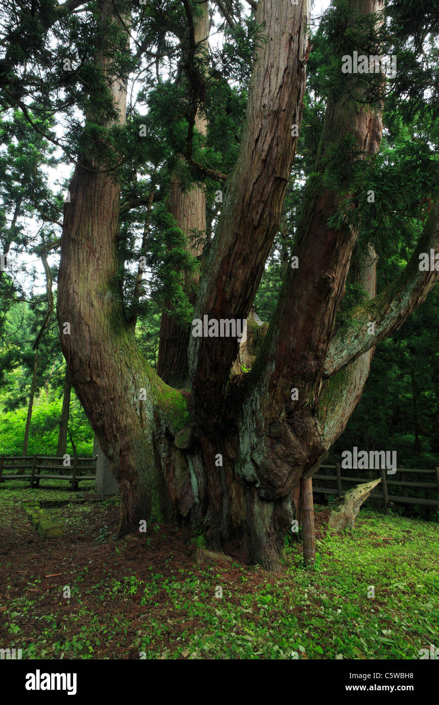 Sugi tree hi-res stock photography and images - Alamy