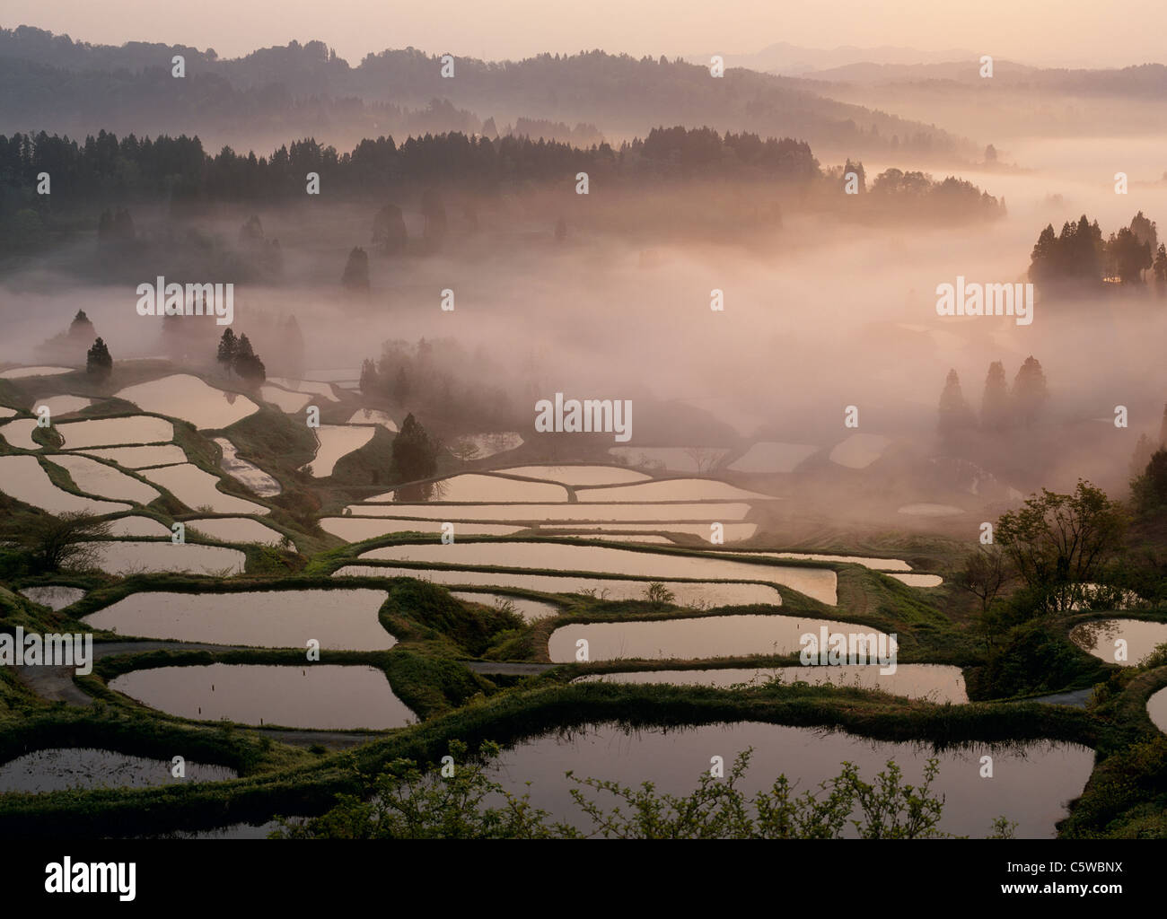 Rice Paddy at Hoshitouge, Tokamachi, Niigata, Japan Stock Photo - Alamy