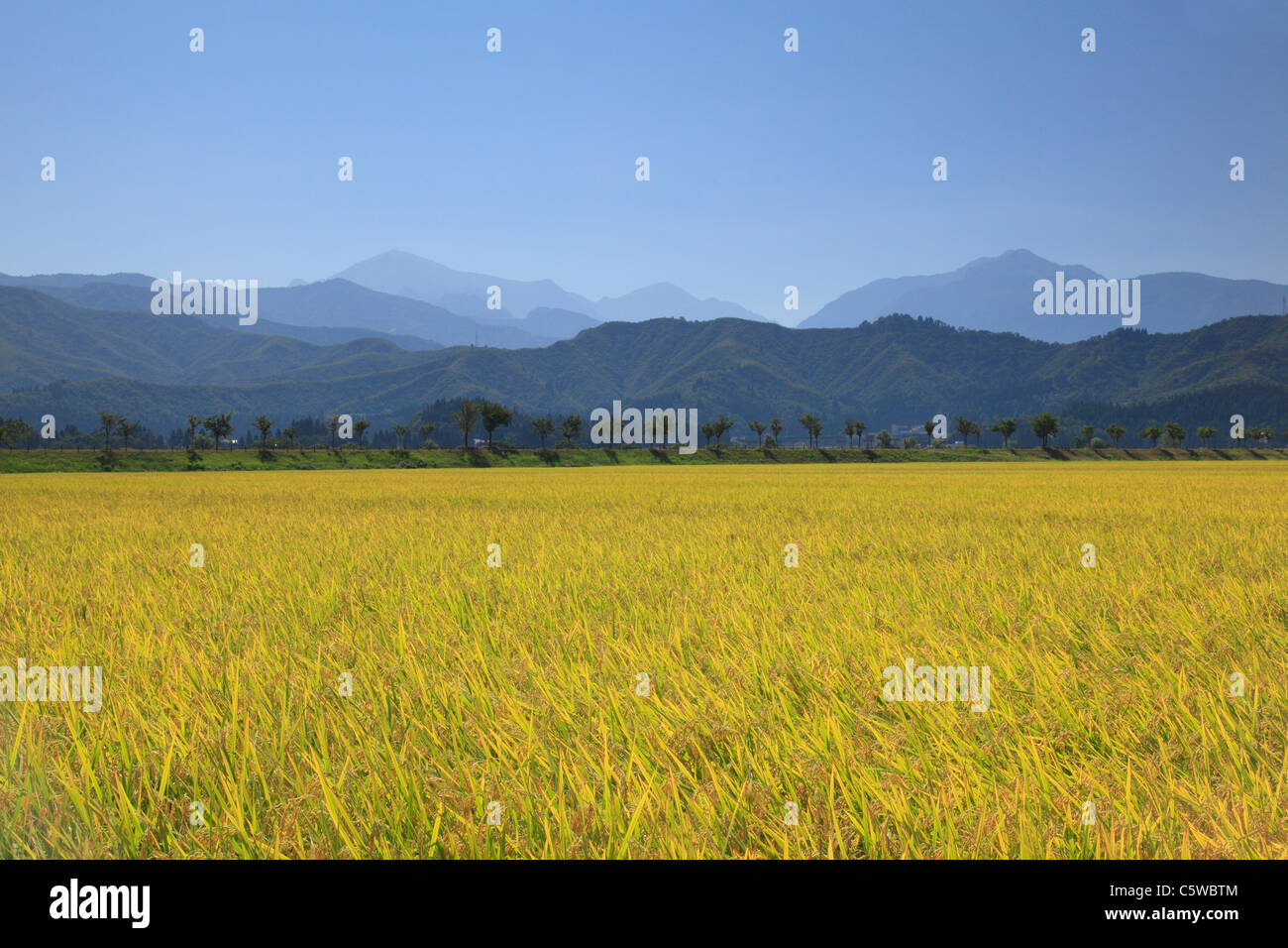 Rice Field Japan High Resolution Stock Photography and Images - Alamy