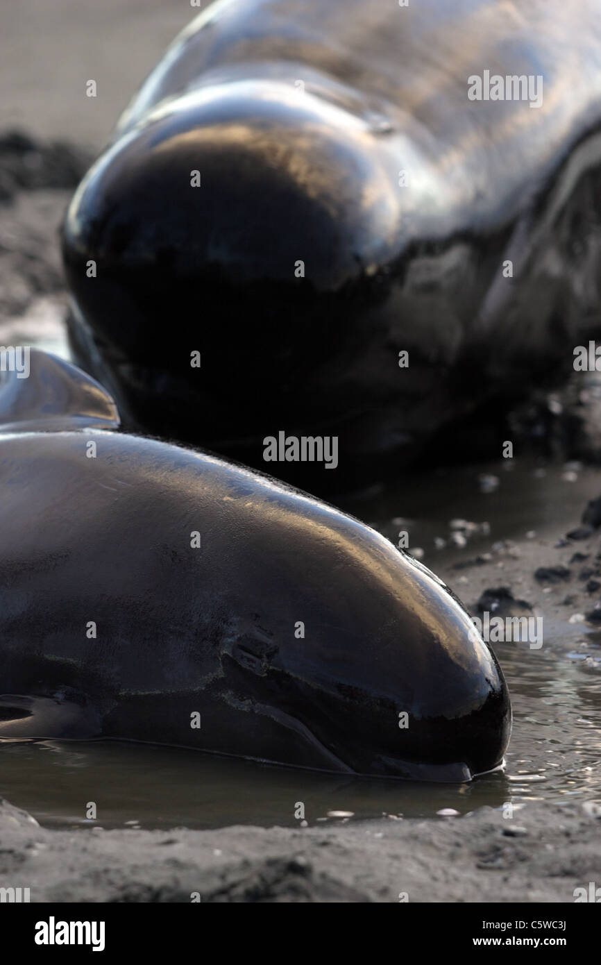 Baby pilot whale hi-res stock photography and images - Alamy