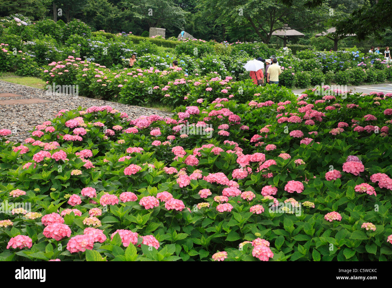 Hydrangea japan forest hi-res stock photography and images - Alamy