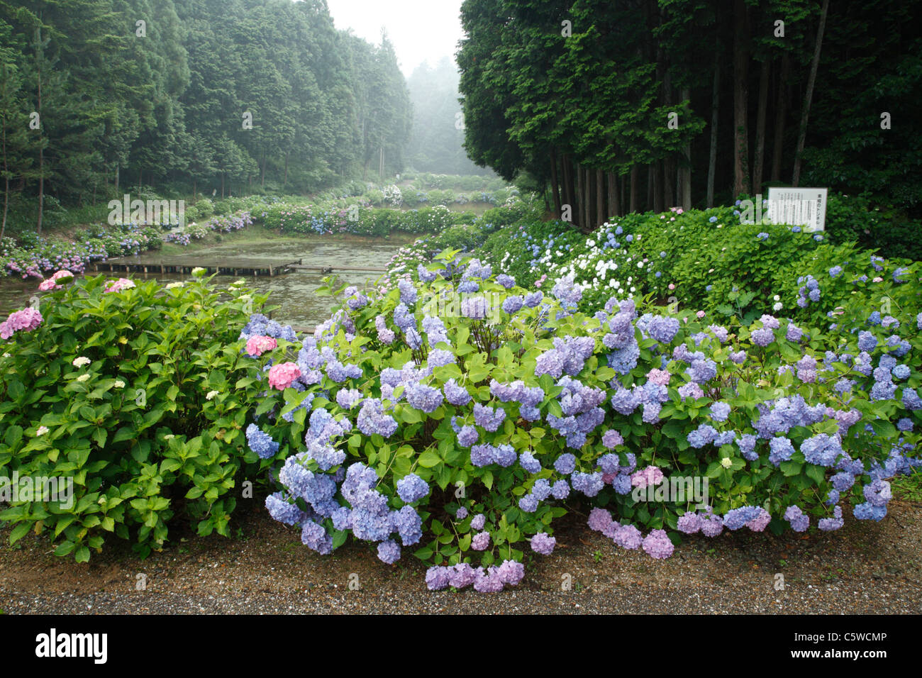 Hydrangea japan forest hi-res stock photography and images - Alamy