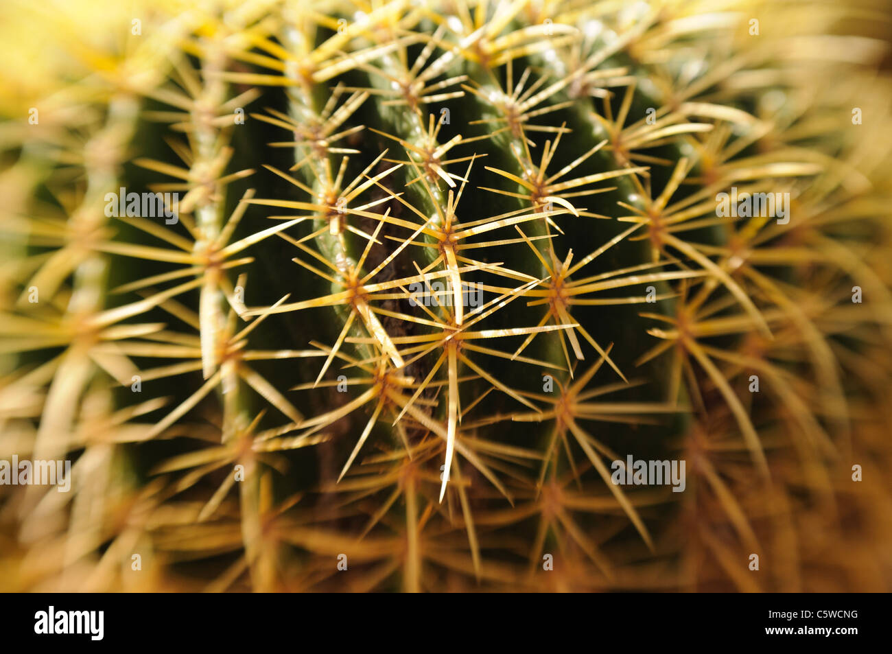 Golden barrel cactus thorns Stock Photo - Alamy