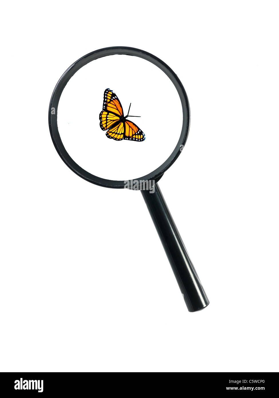 Magnifying Glass Insect Cut Out Stock Images & Pictures - Alamy
