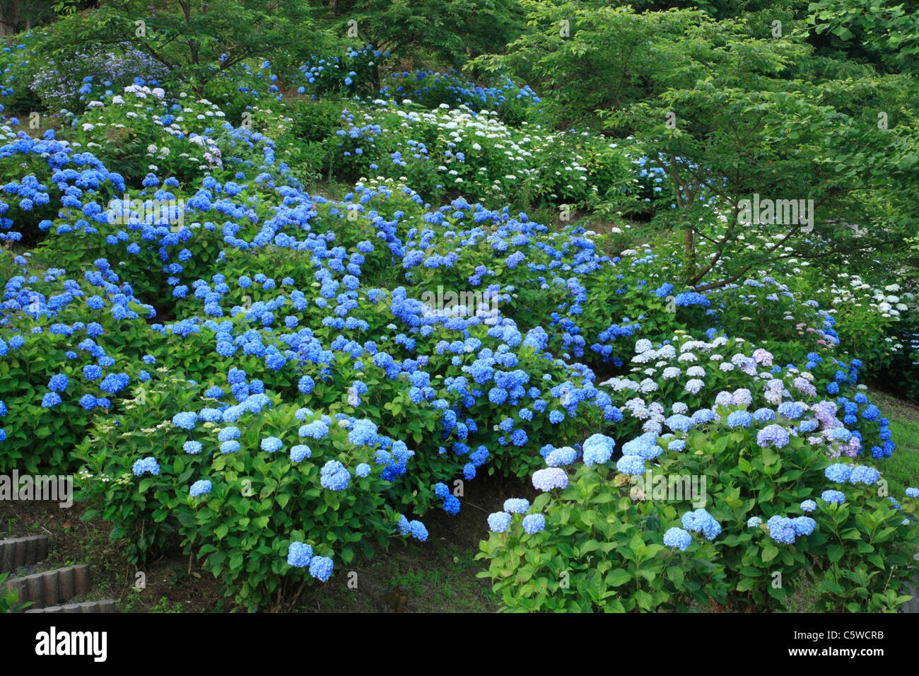 Hydrangea japan forest hi-res stock photography and images - Alamy