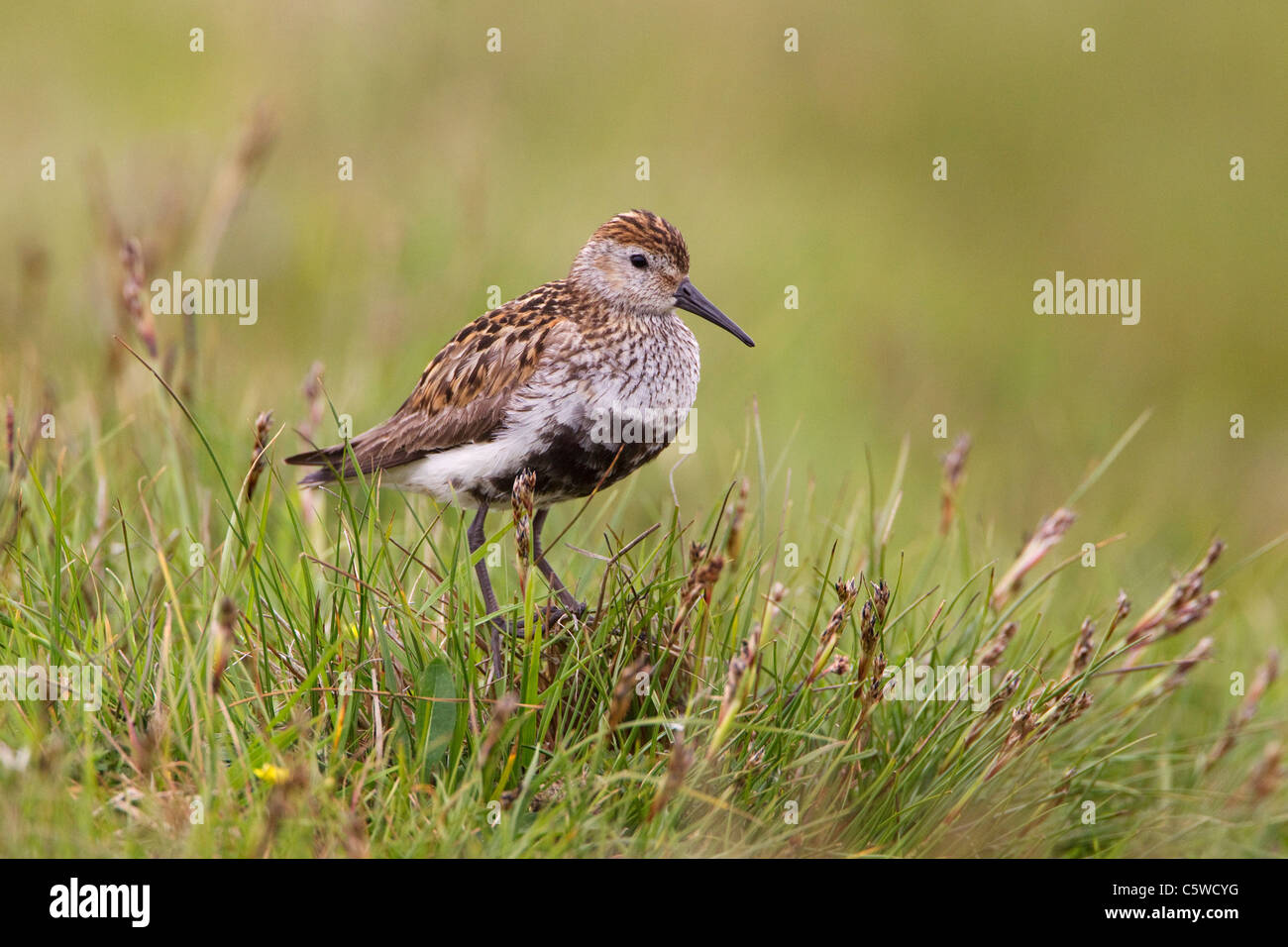 Dunlin (Calidris alpina). Adult in breeding plumage in breeding habitat ...