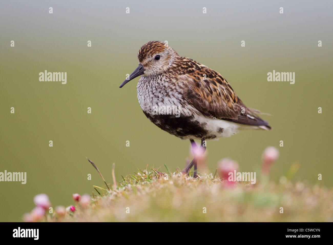 Dunlin (Calidris alpina). Adult in breeding plumage in breeding habitat ...