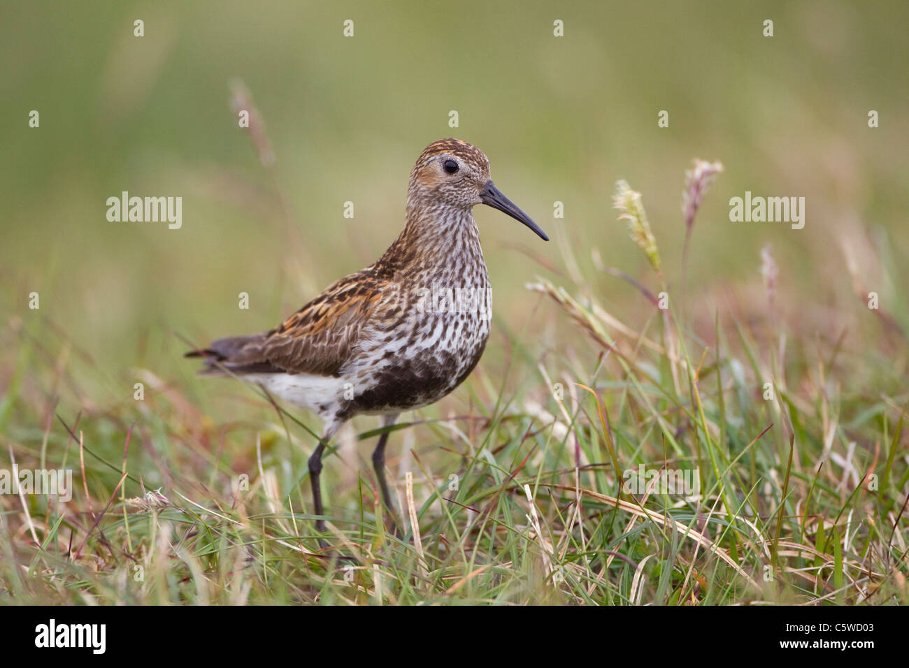 Adult breeding plumage dunlin hi-res stock photography and images - Alamy