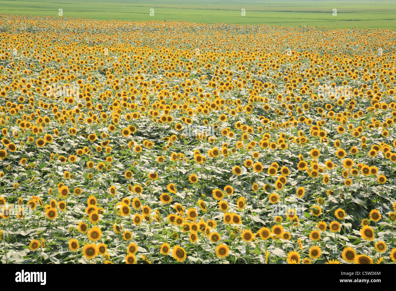 Sunflower Field, Yosano, Yosa, Kyoto, Japan Stock Photo - Alamy