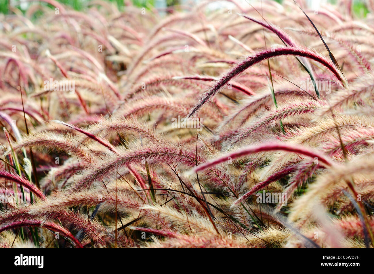 Bristle grass hi-res stock photography and images - Alamy