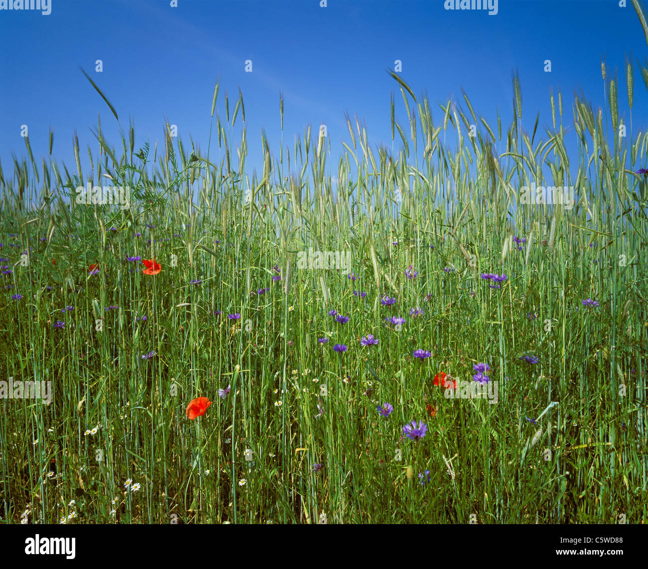 Grainfield hi-res stock photography and images - Alamy