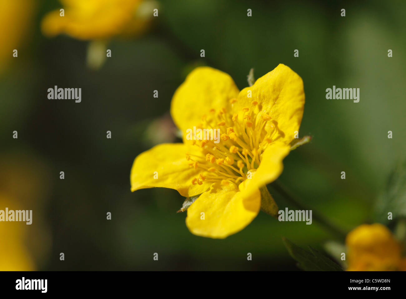 Yellow flower hi-res stock photography and images - Alamy