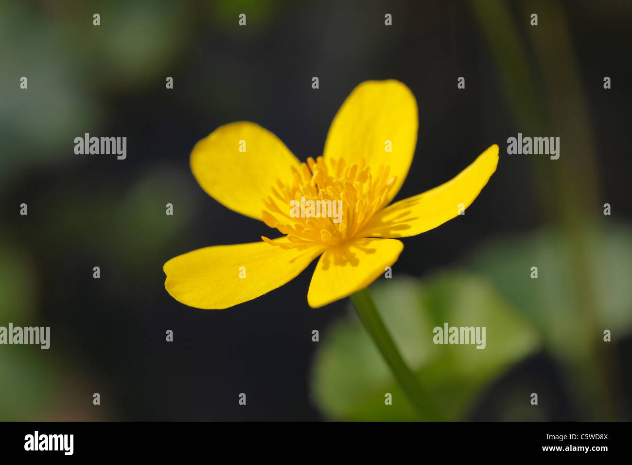 Marsh marigold hi-res stock photography and images - Alamy