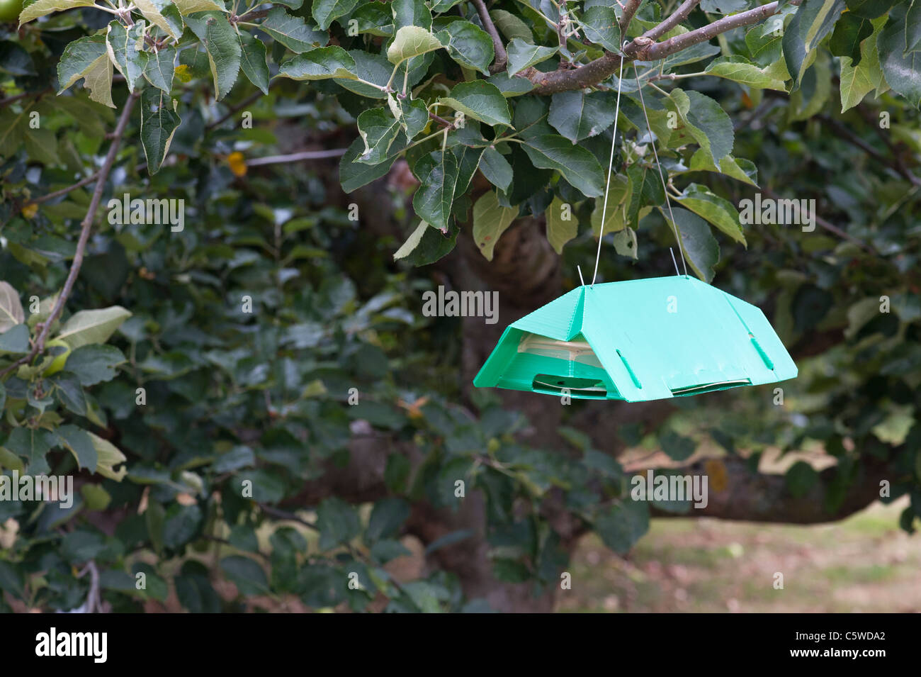 Hanging fly traps hi-res stock photography and images - Alamy