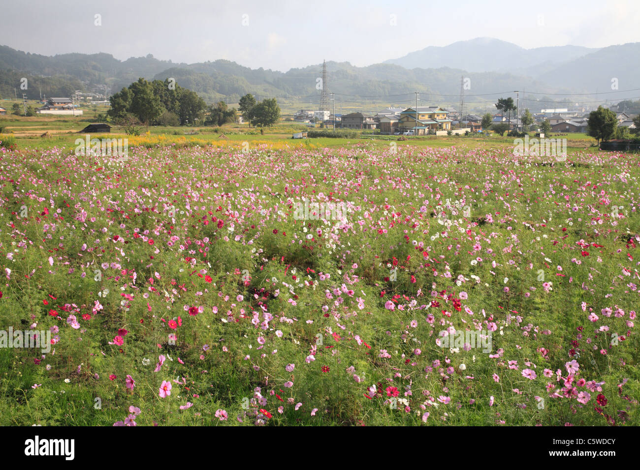 Cosmos Flower Field and Ruins of Kuni-kyo, Kizugawa, Kyoto, Japan Stock ...