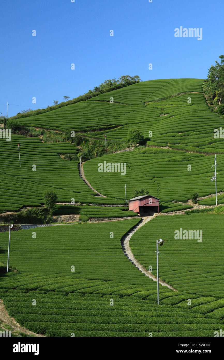 Green Tea Plantation, Wazuka, Souraku, Kyoto, Japan Stock Photo - Alamy