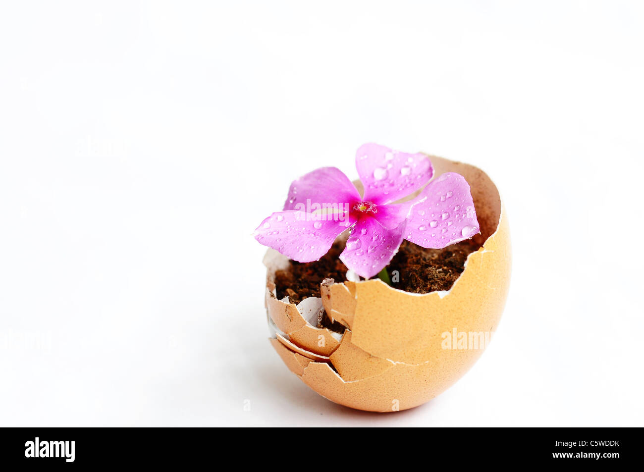 Egg shell flower hi-res stock photography and images - Alamy