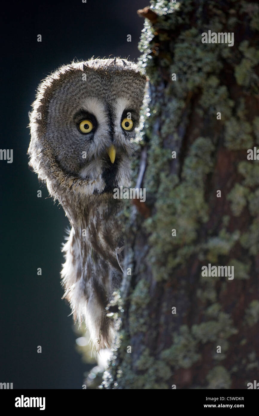 Great Grey Owl, Lapland Owl (Strix nebulosa), peering around tree Stock ...