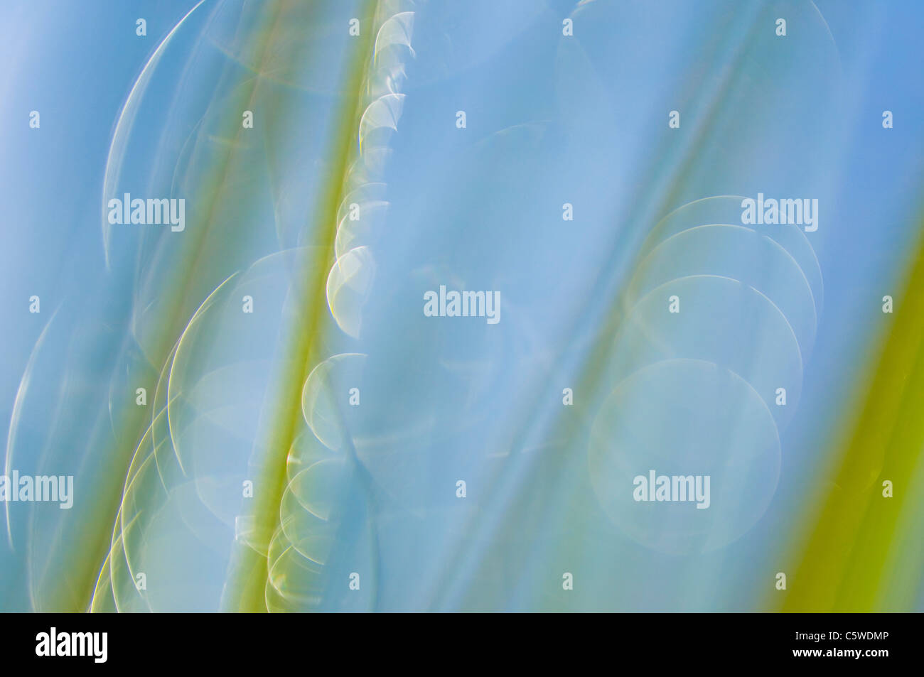 Grass with light reflection, Close-up Stock Photo - Alamy
