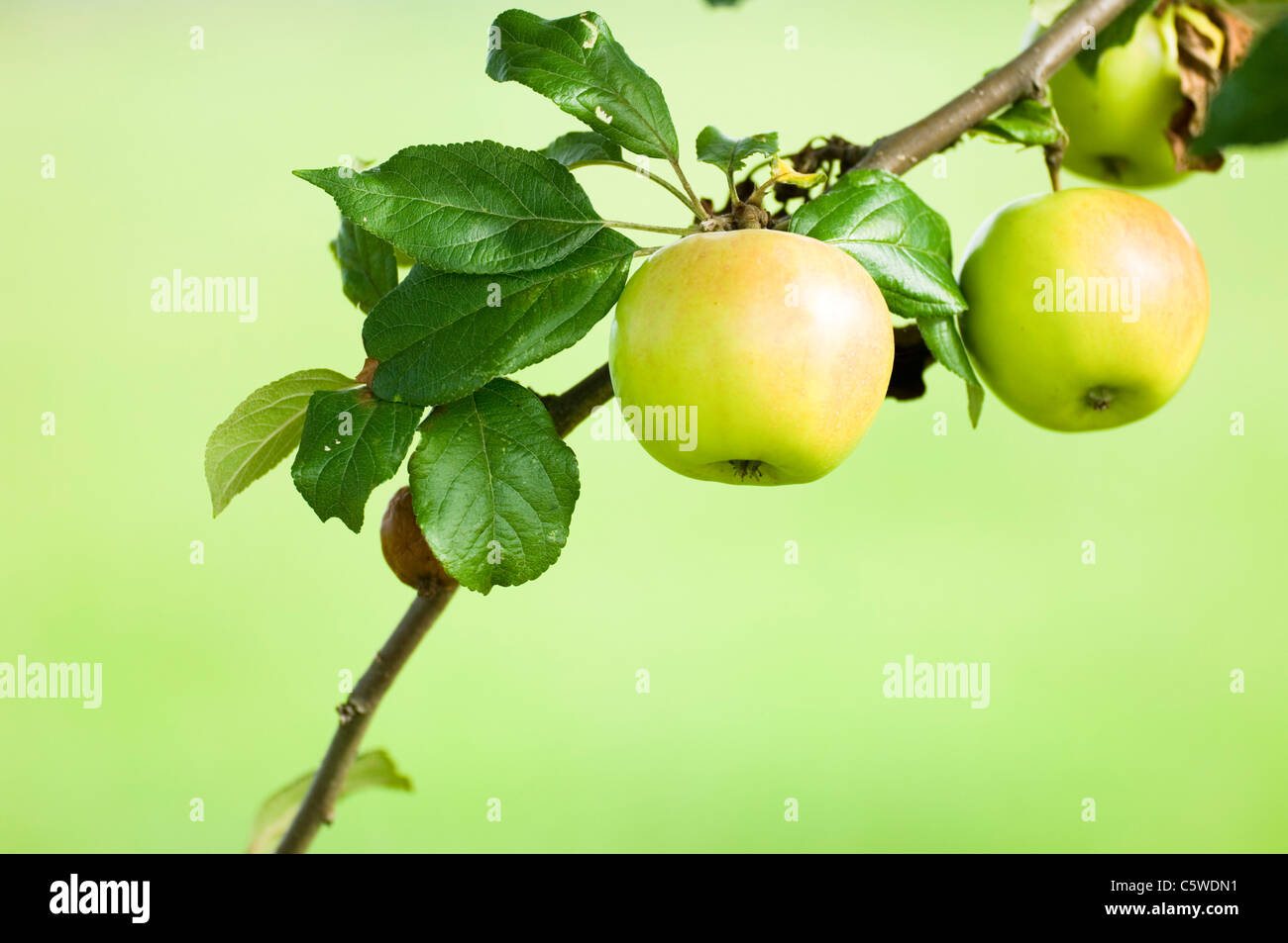Apples growing on tree hi-res stock photography and images - Alamy