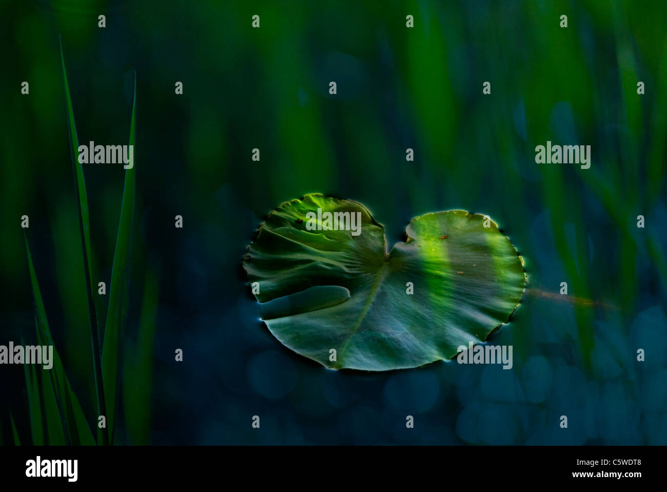 Close Up Of Lily Pad High Resolution Stock Photography and Images - Alamy