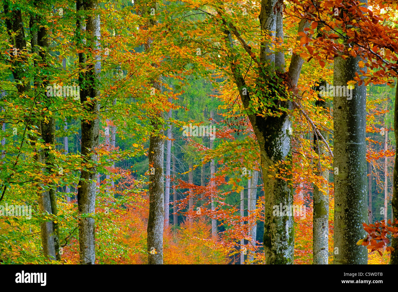 Colours of germany hi-res stock photography and images - Alamy