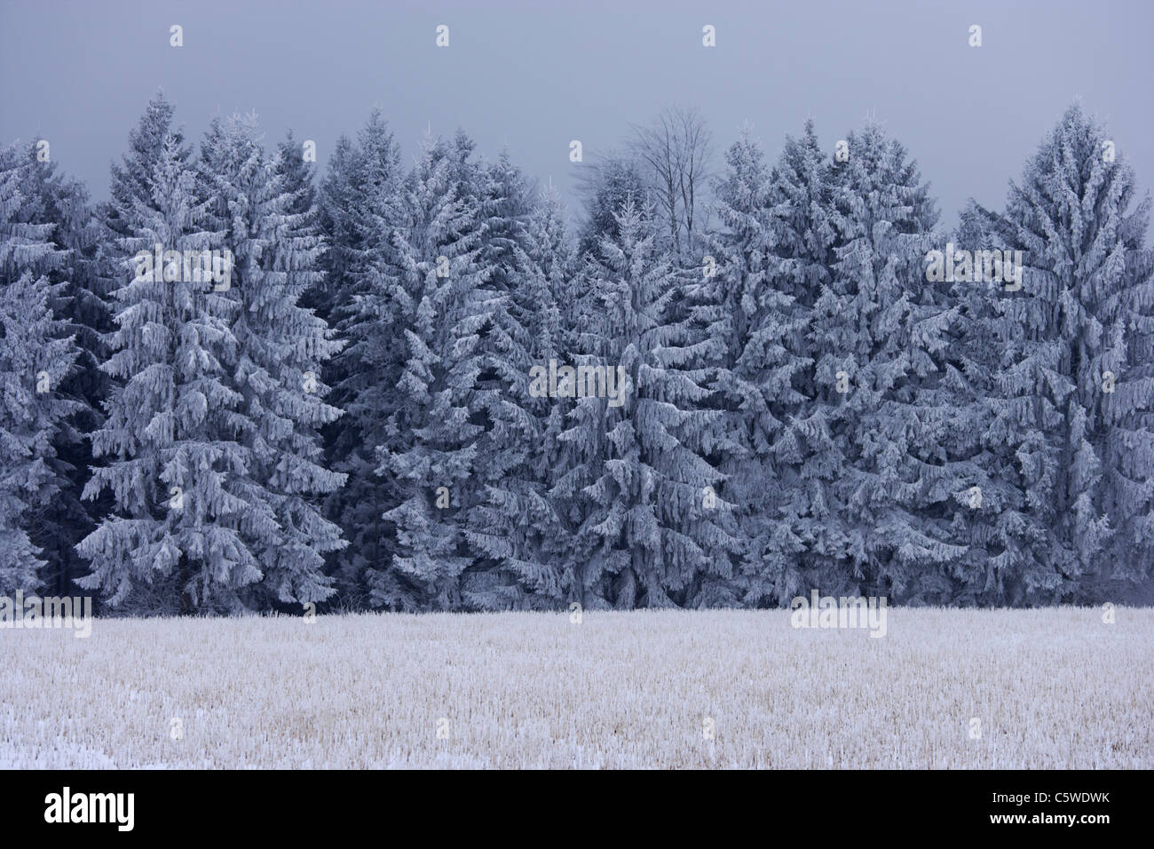 Germany, Upper Bavaria, Muensing, Norway spruce trees covered with ...