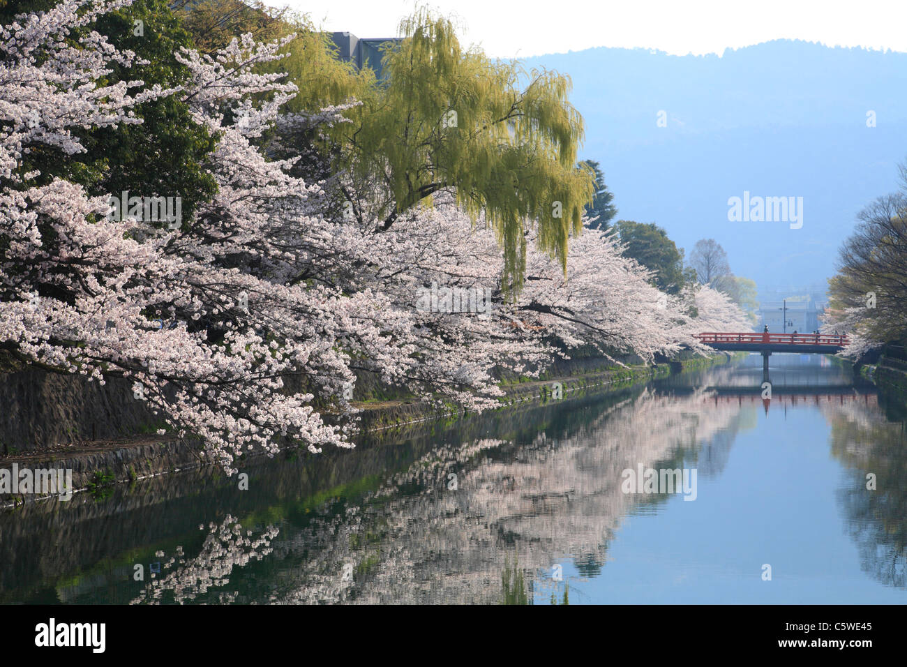 Okazaki Canal and Cherry Blossoms, Kyoto, Kyoto, Japan Stock Photo - Alamy