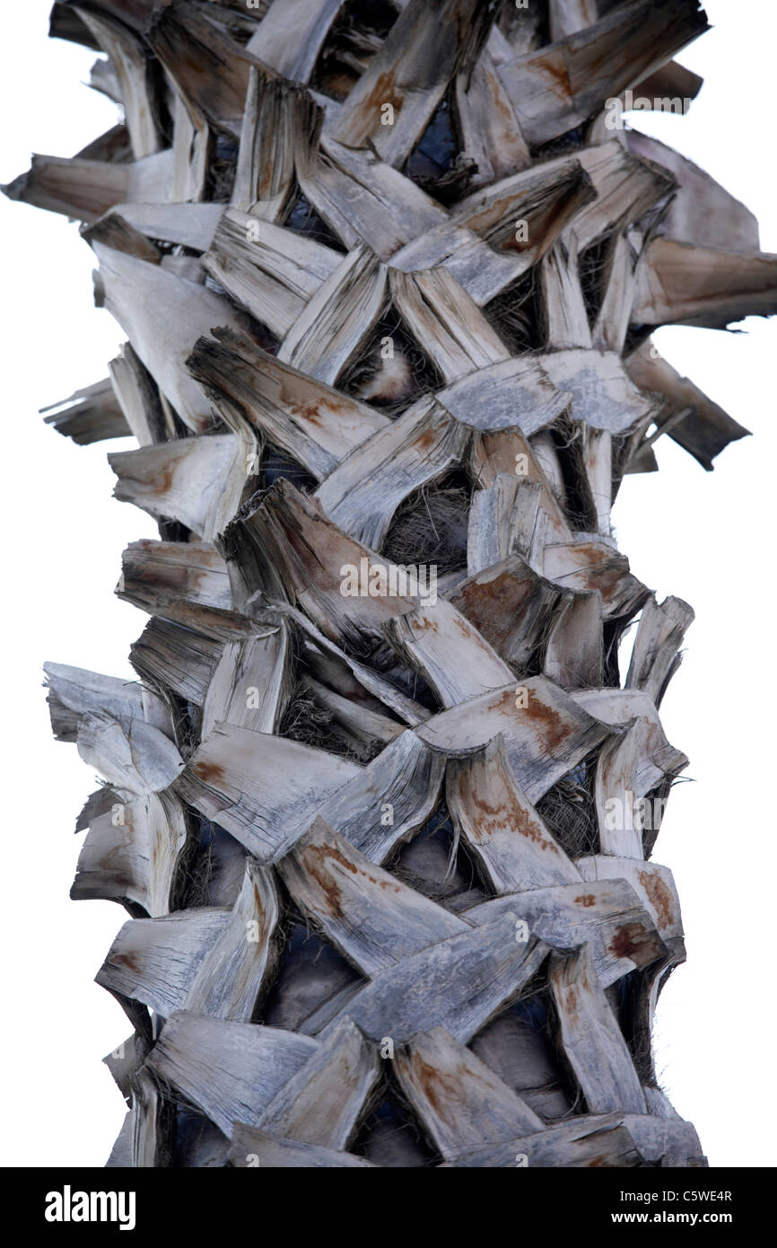 Turkey, Alanya, Date palm (Phoenix dactylifera), close up Stock Photo ...