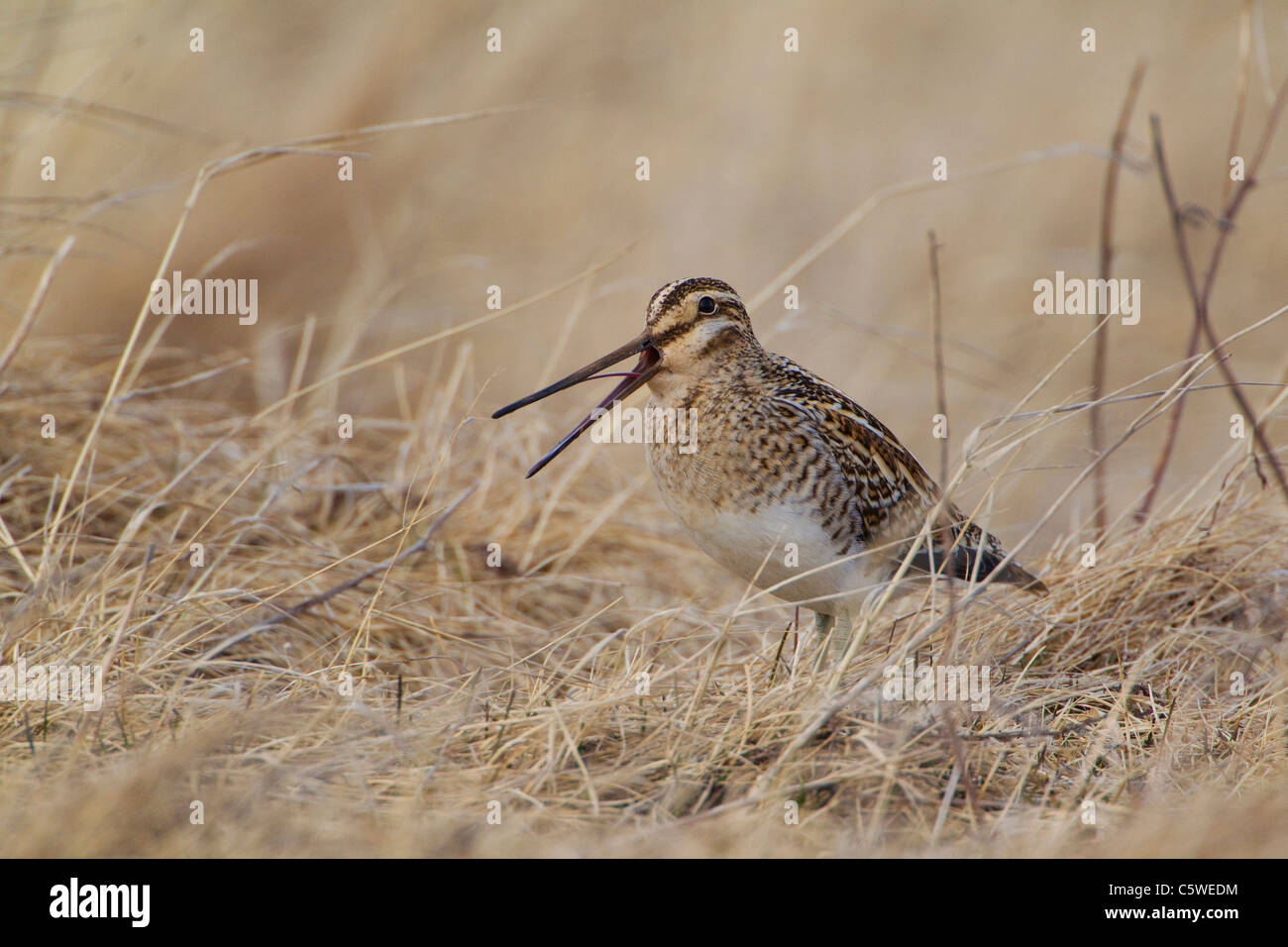 Snipe (Gallinago gallinago), adult calling in nesting habitat. Iceland ...