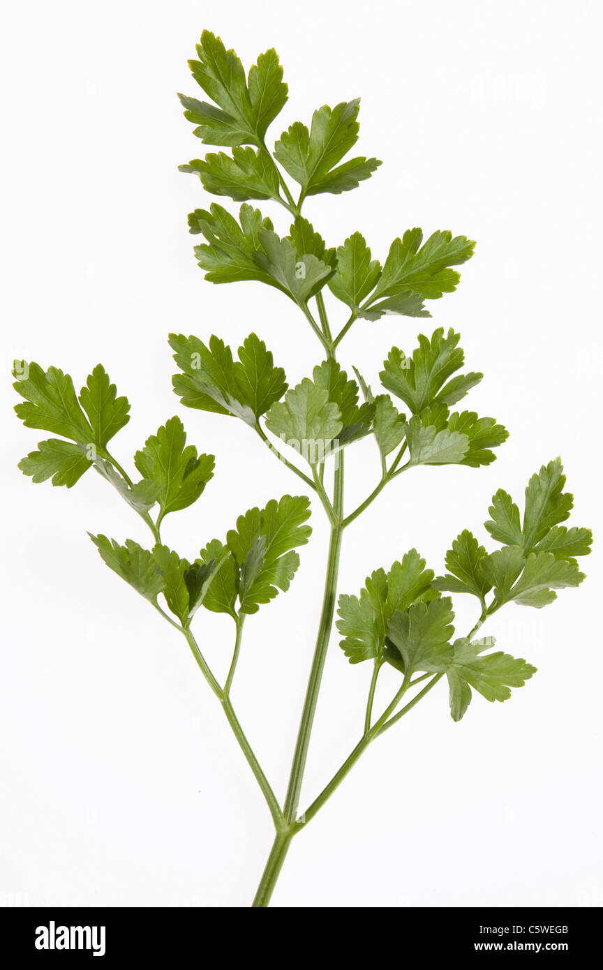 Parsley on white background Stock Photo - Alamy