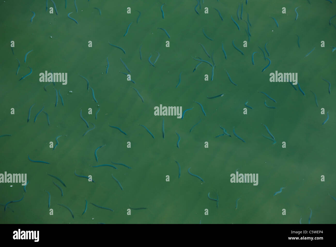 Anguilliformes High Resolution Stock Photography and Images - Alamy