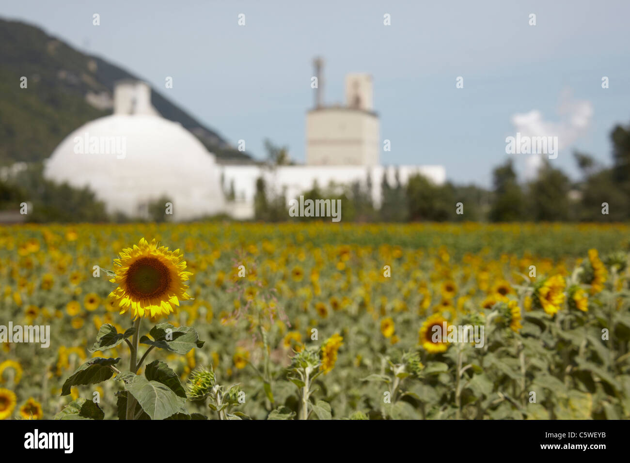 France, Sunflower Field, factory in background Stock Photo - Alamy