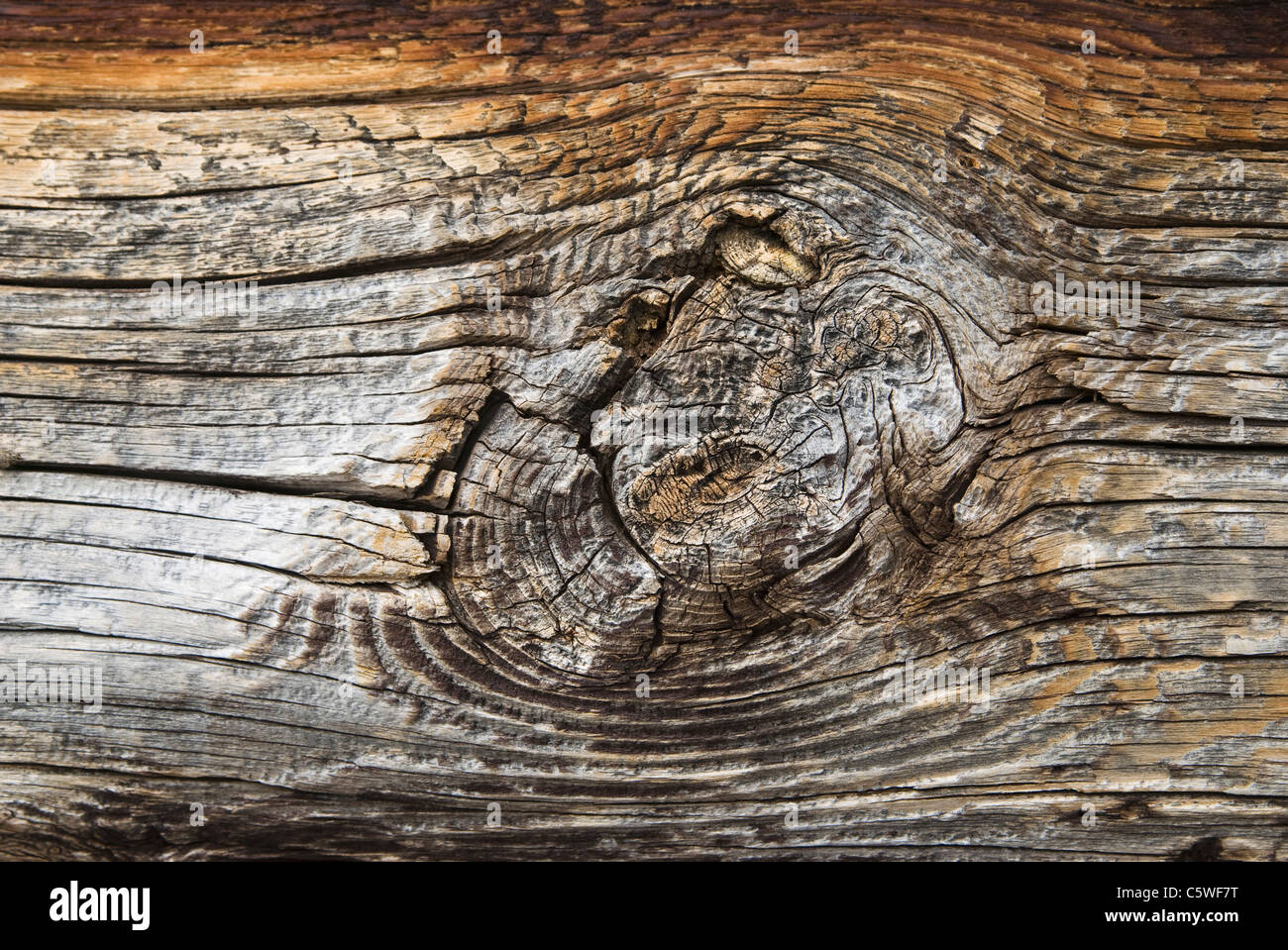 Trunk grain hi-res stock photography and images - Alamy