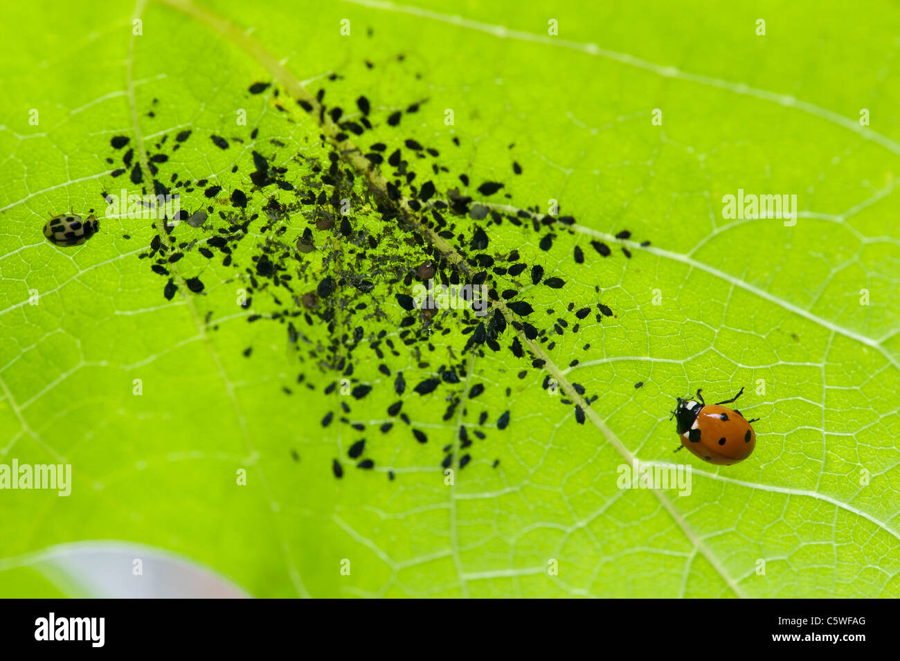 Ladybug aphids hi-res stock photography and images - Alamy