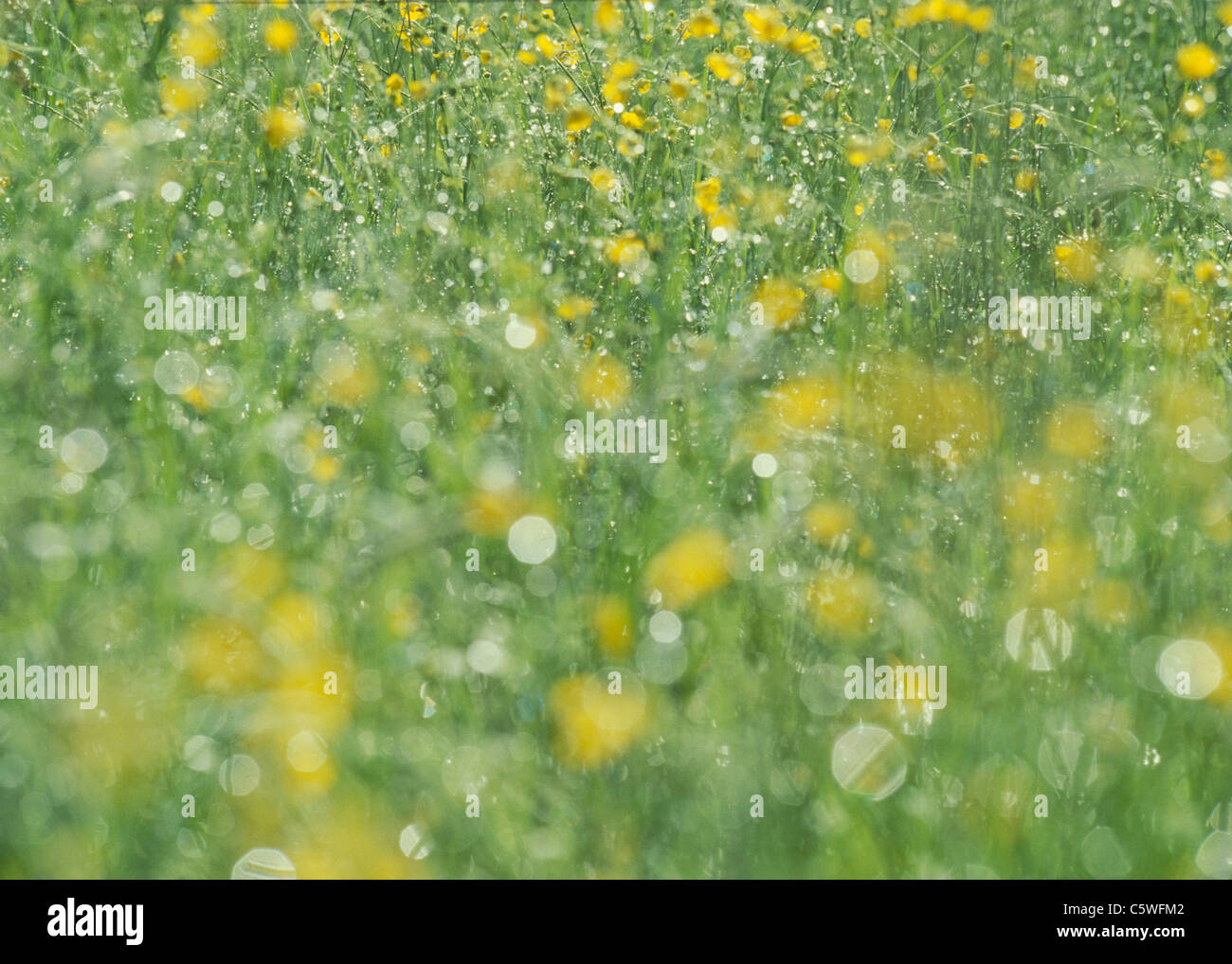 Germany, View of yellow flowers field Stock Photo - Alamy