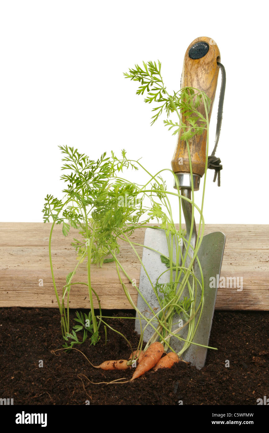 Digging baby carrots from soil with a garden trowel Stock Photo - Alamy