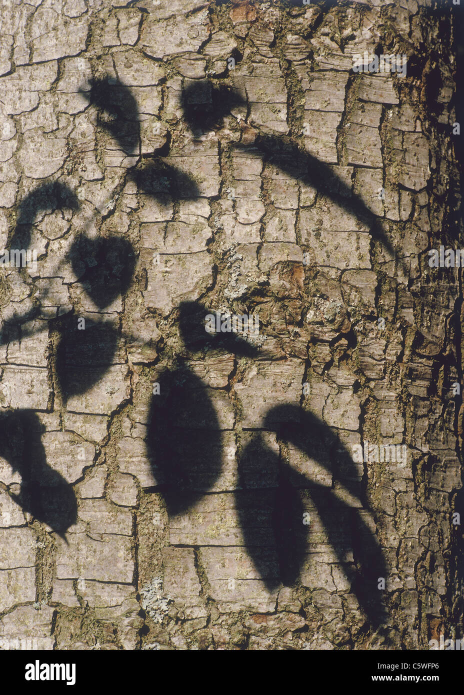Tree branch shadows hi-res stock photography and images - Alamy