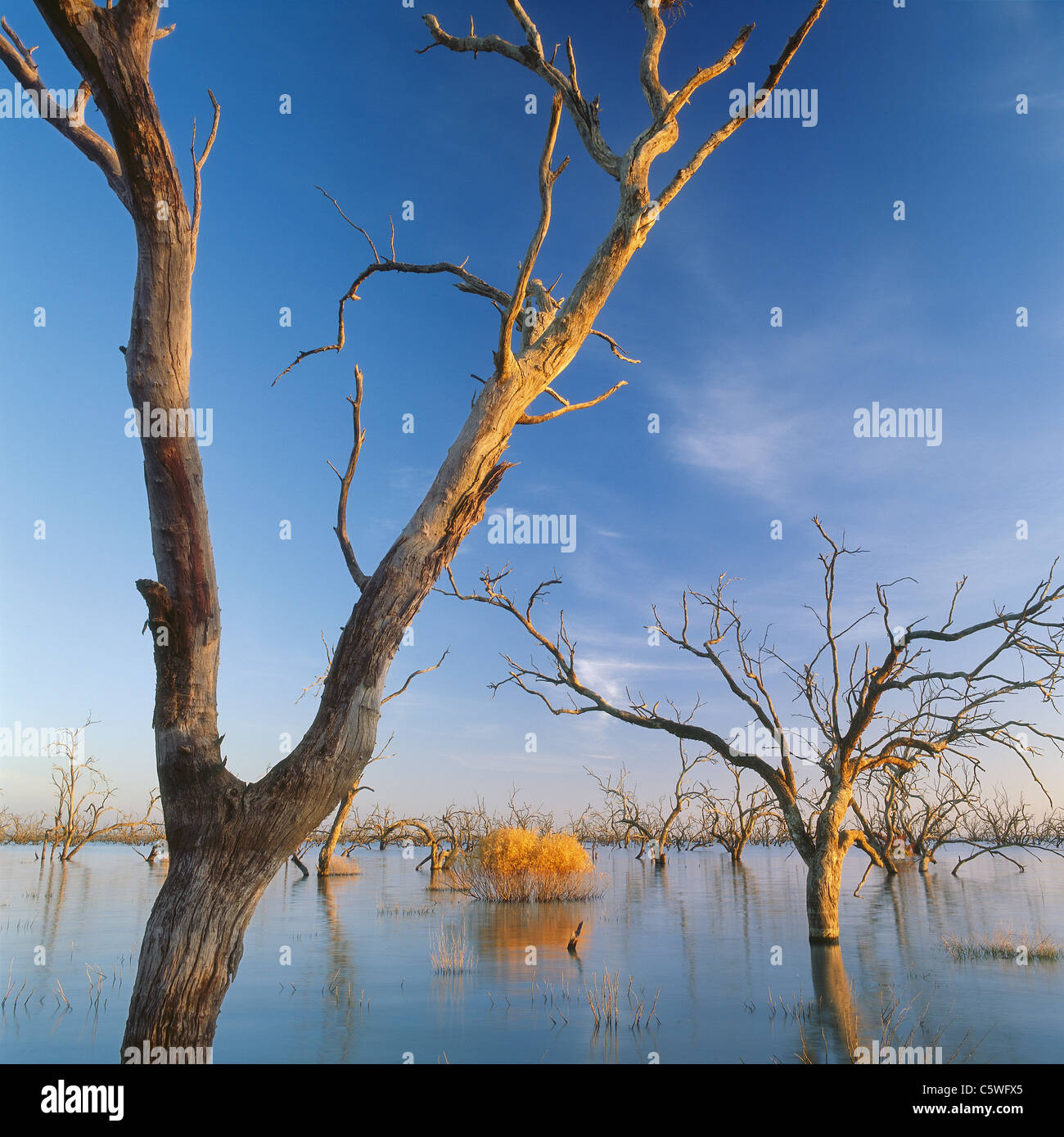 Dead tree australia hi-res stock photography and images - Alamy
