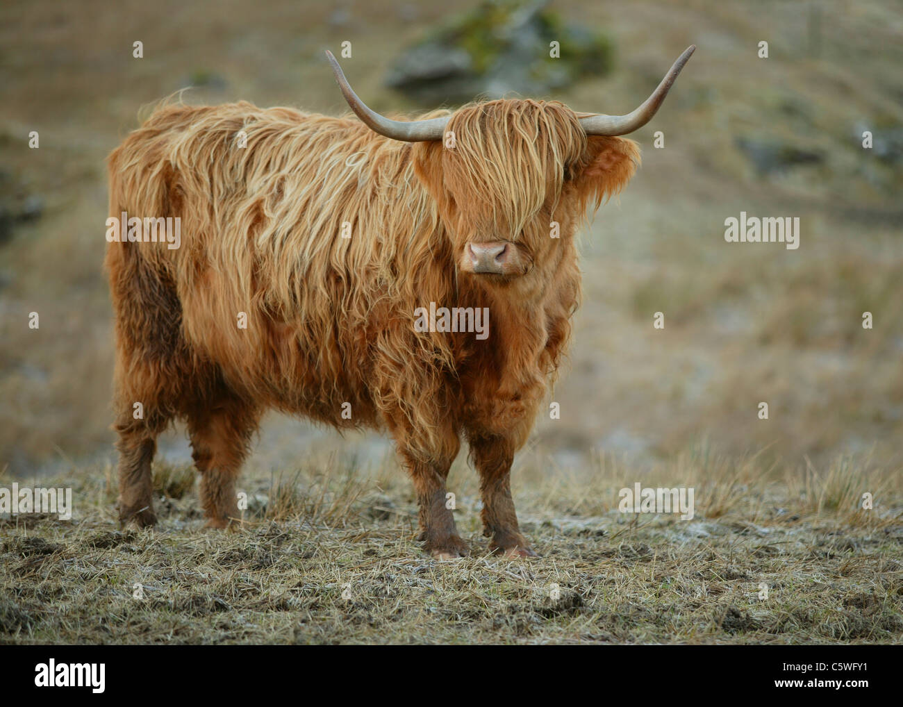Scottland, Scottish cattle standing Stock Photo - Alamy