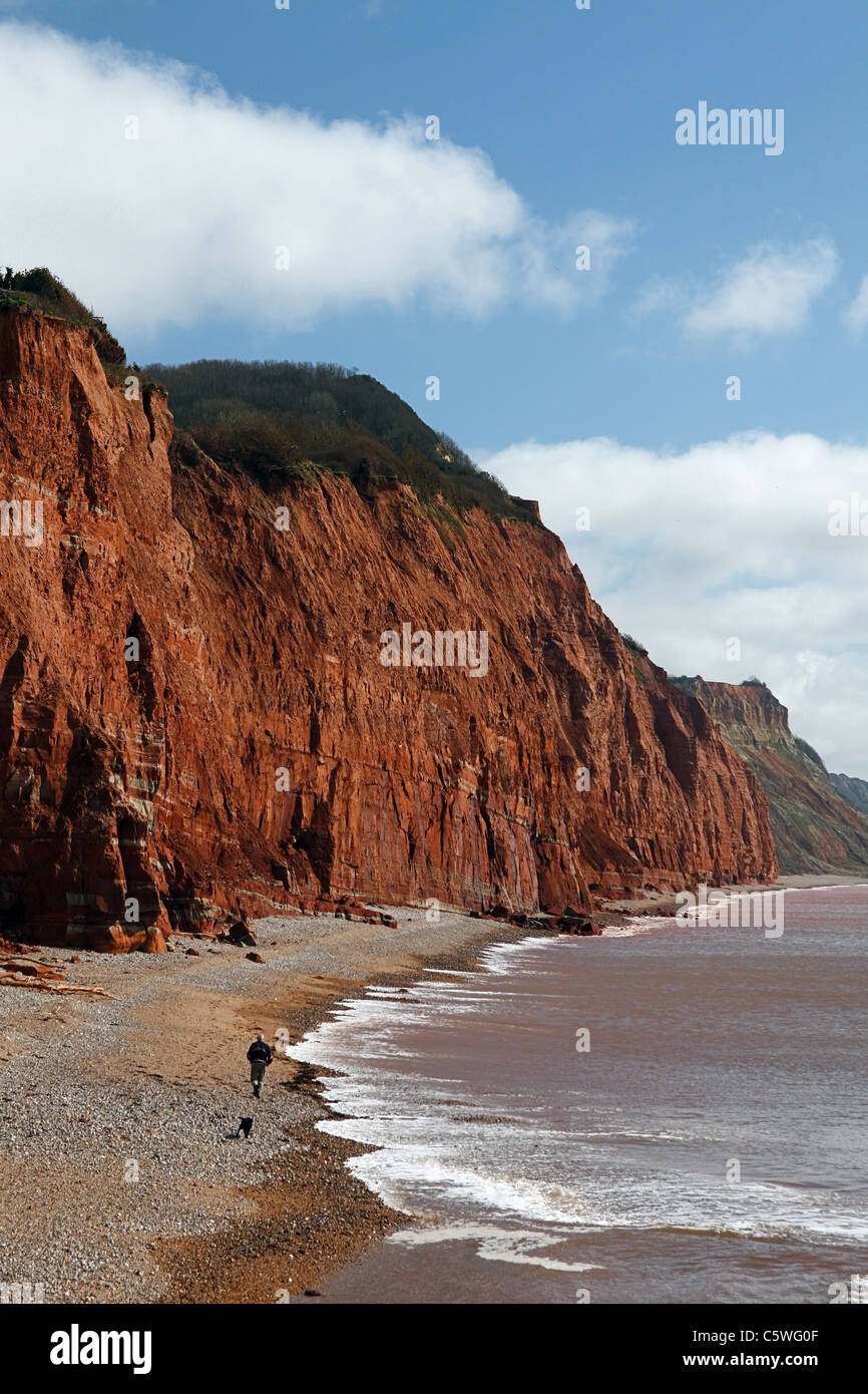 Red sandstone cliffs, forming part of the Jurassic Coast, at Sidmouth ...