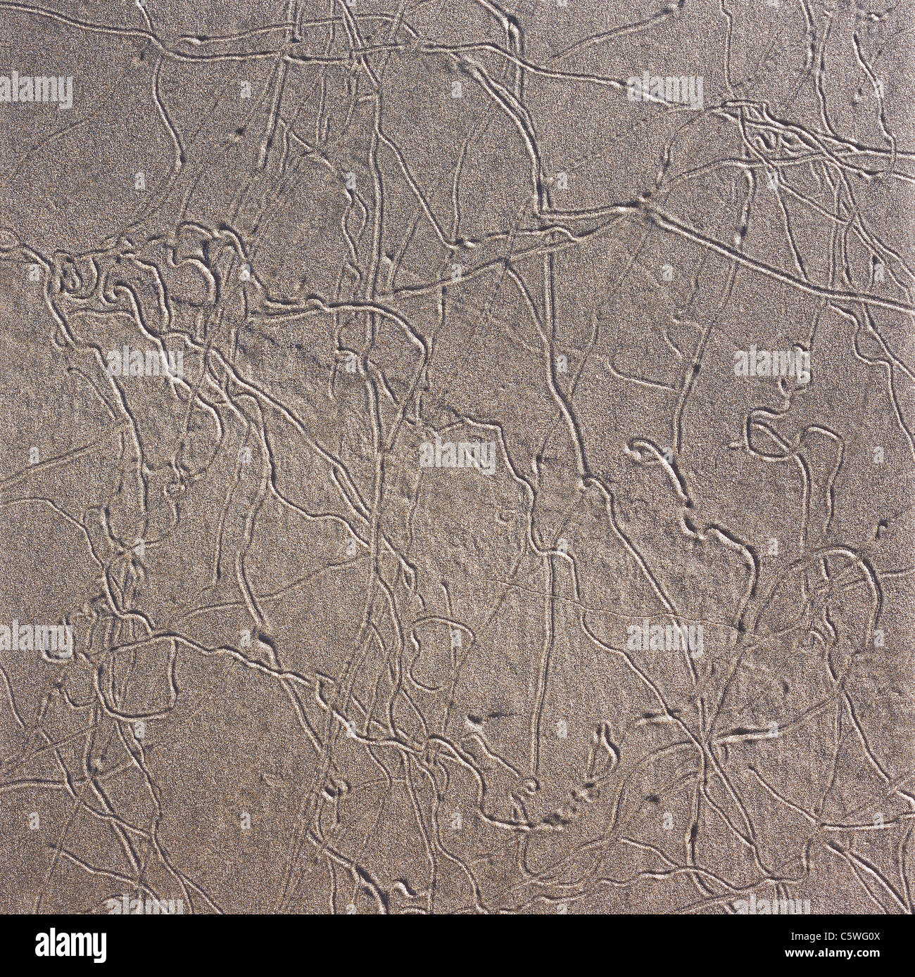 Sand insects hi-res stock photography and images - Alamy