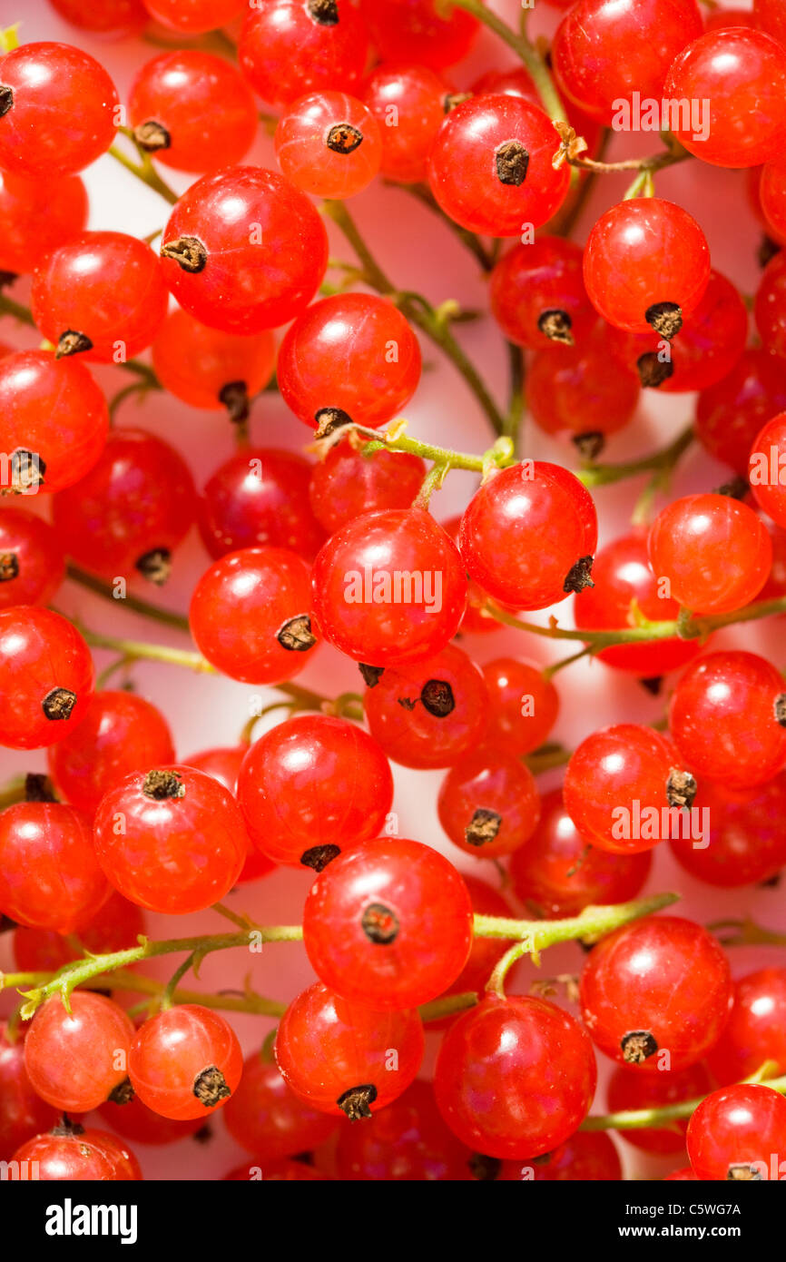 Bright branches of red currant Stock Photo - Alamy